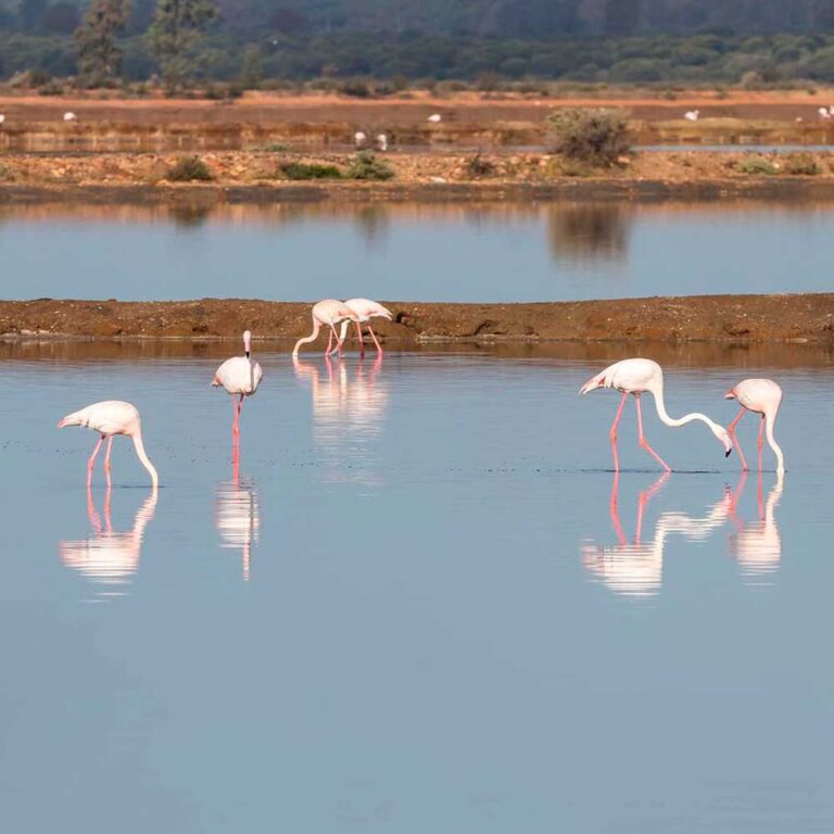 SALINAS DEL ODIEL, S.L. - Seasalt Europe
